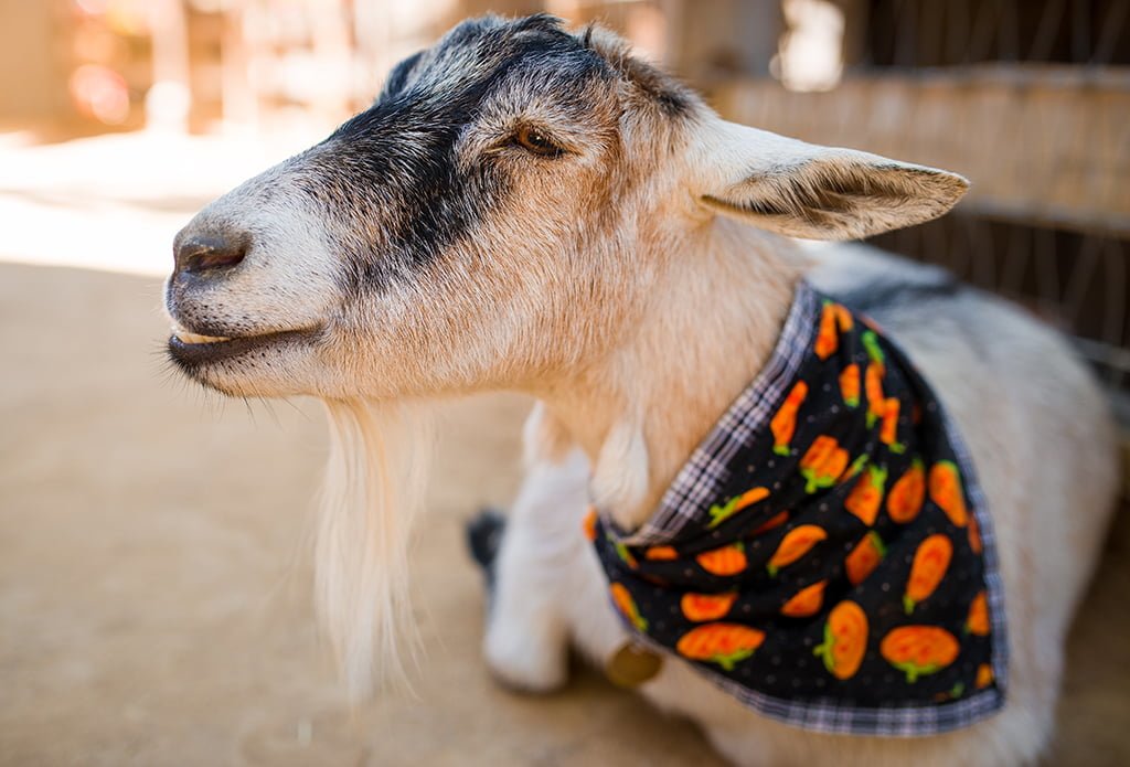 Ultimate Guide to the Goats of Disneyland - Disney Tourist Blog