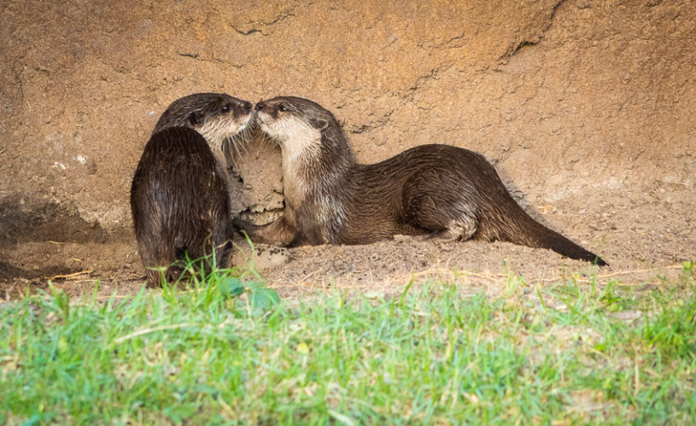 Animal Kingdom Update: Club 33, Pandora Perfection, Otter Oddities ...