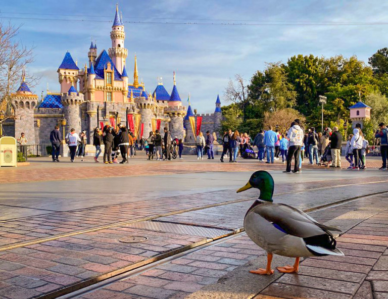 Ducks of Disney: Donald's Dynasty - Disney Tourist Blog