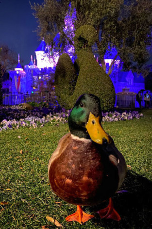 Ducks of Disney: Donald's Dynasty - Disney Tourist Blog