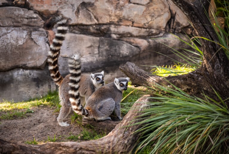 I Was Wrong About Disney's Animal Kingdom. - Disney Tourist Blog